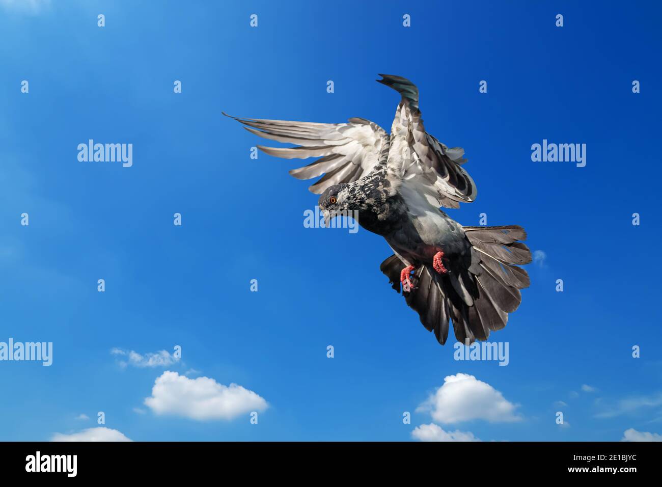 Movement Scene of Rock Pigeon Flying in The Air Isolated on Blue Sky ...