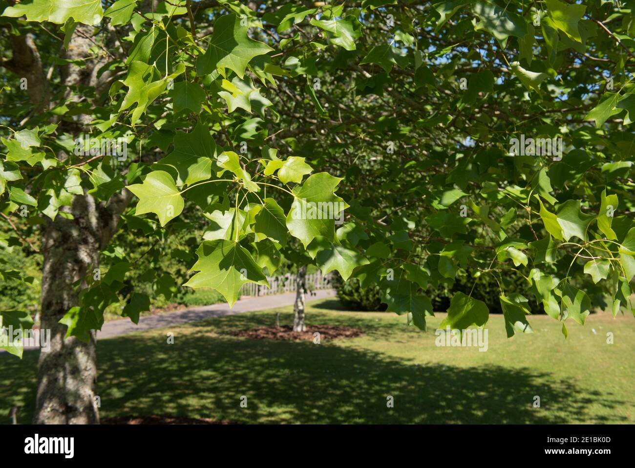Close Up of the Summer Green Leaves of a Deciduous Tulip Tree ...