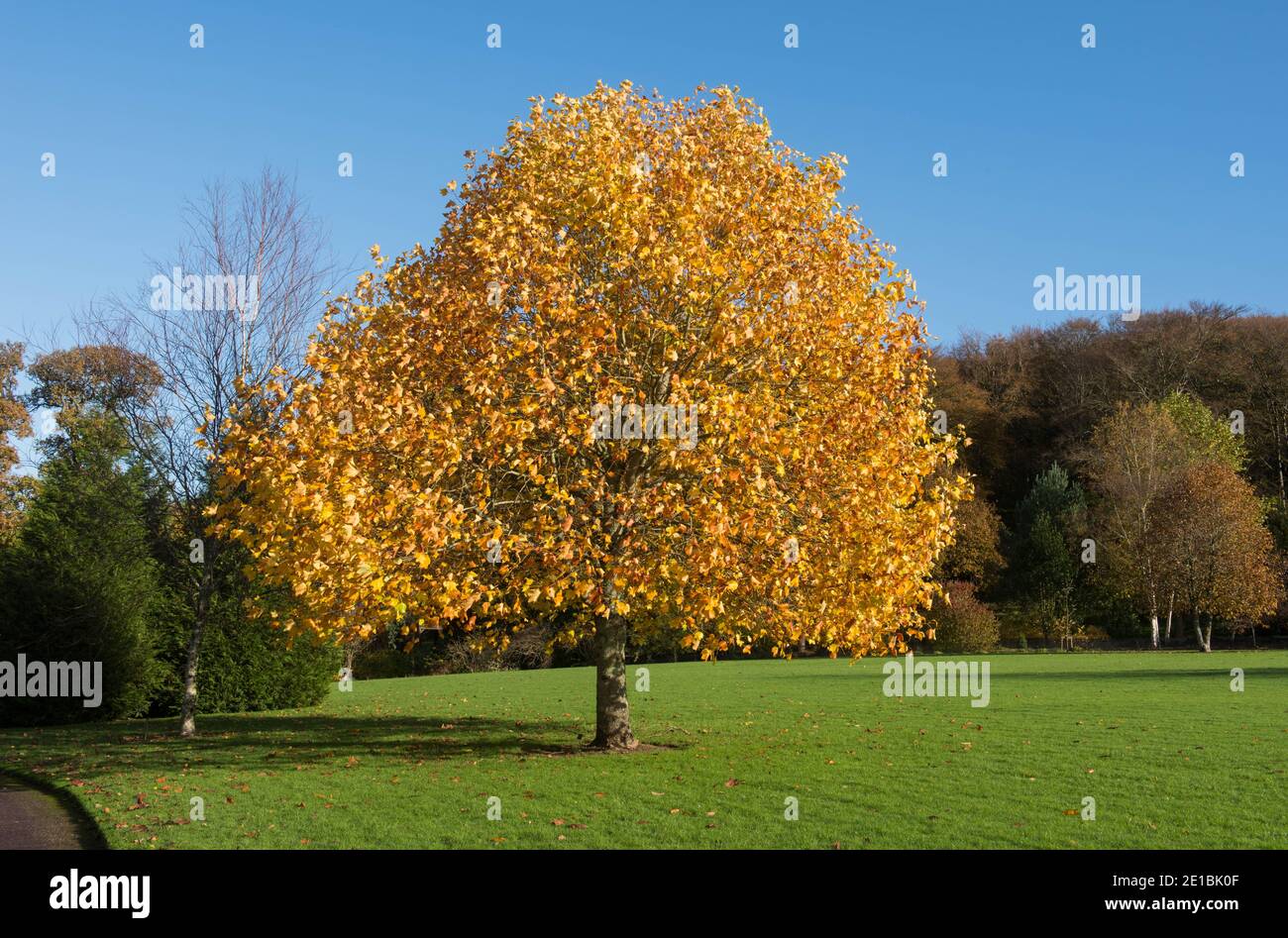 Bright Yellow Autumn Leaves on a Tulip Tree (Liriodendron tulipifera ...