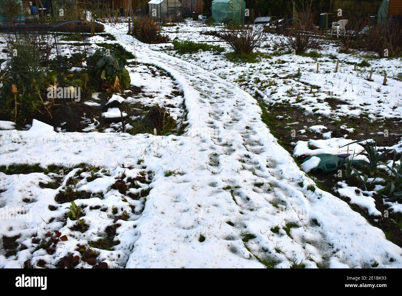 Snow covered path with footprints on vegetable allotment in Winter time ...
