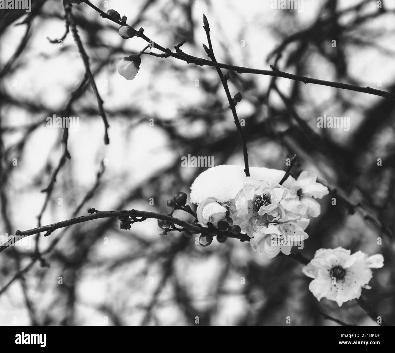 Cherry blossoms cold weather Black and White Stock Photos & Images - Alamy