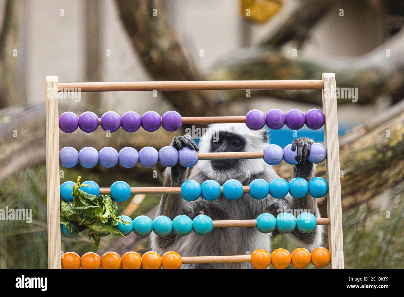 Zoo licence hi-res stock photography and images - Alamy