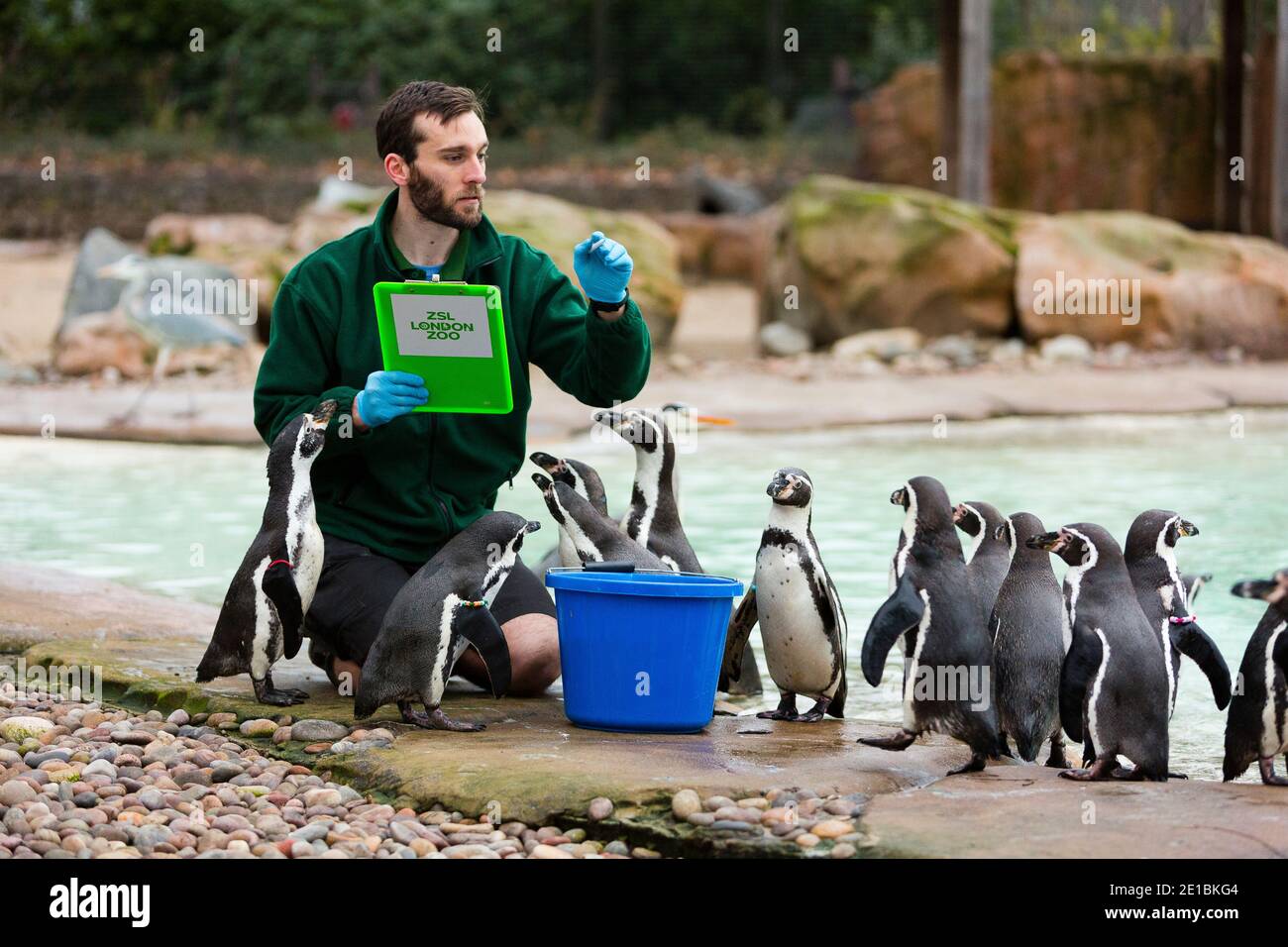 Zoo licence hi-res stock photography and images - Alamy