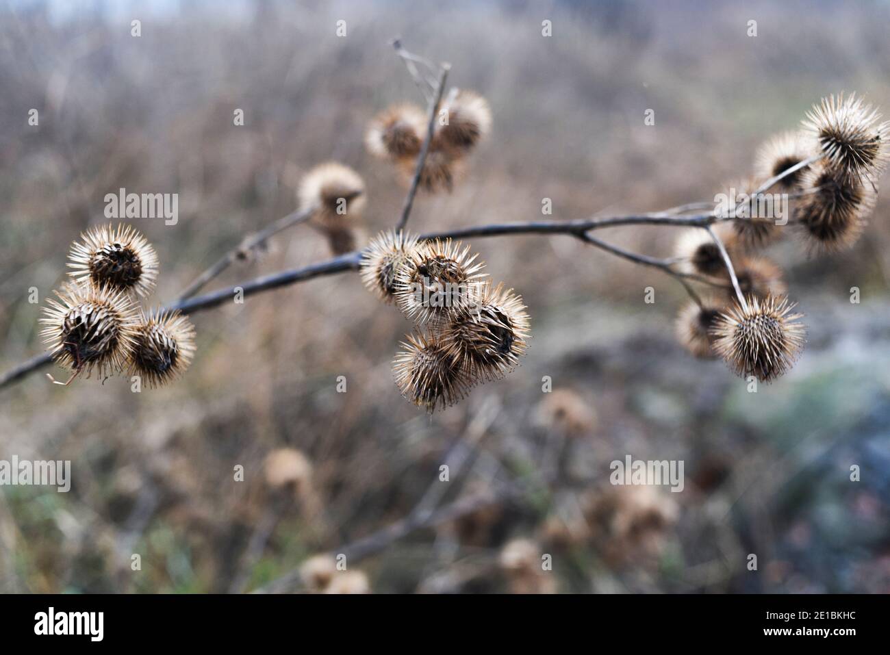 A dried burdock in an autumn field. Selective focus Stock Photo - Alamy