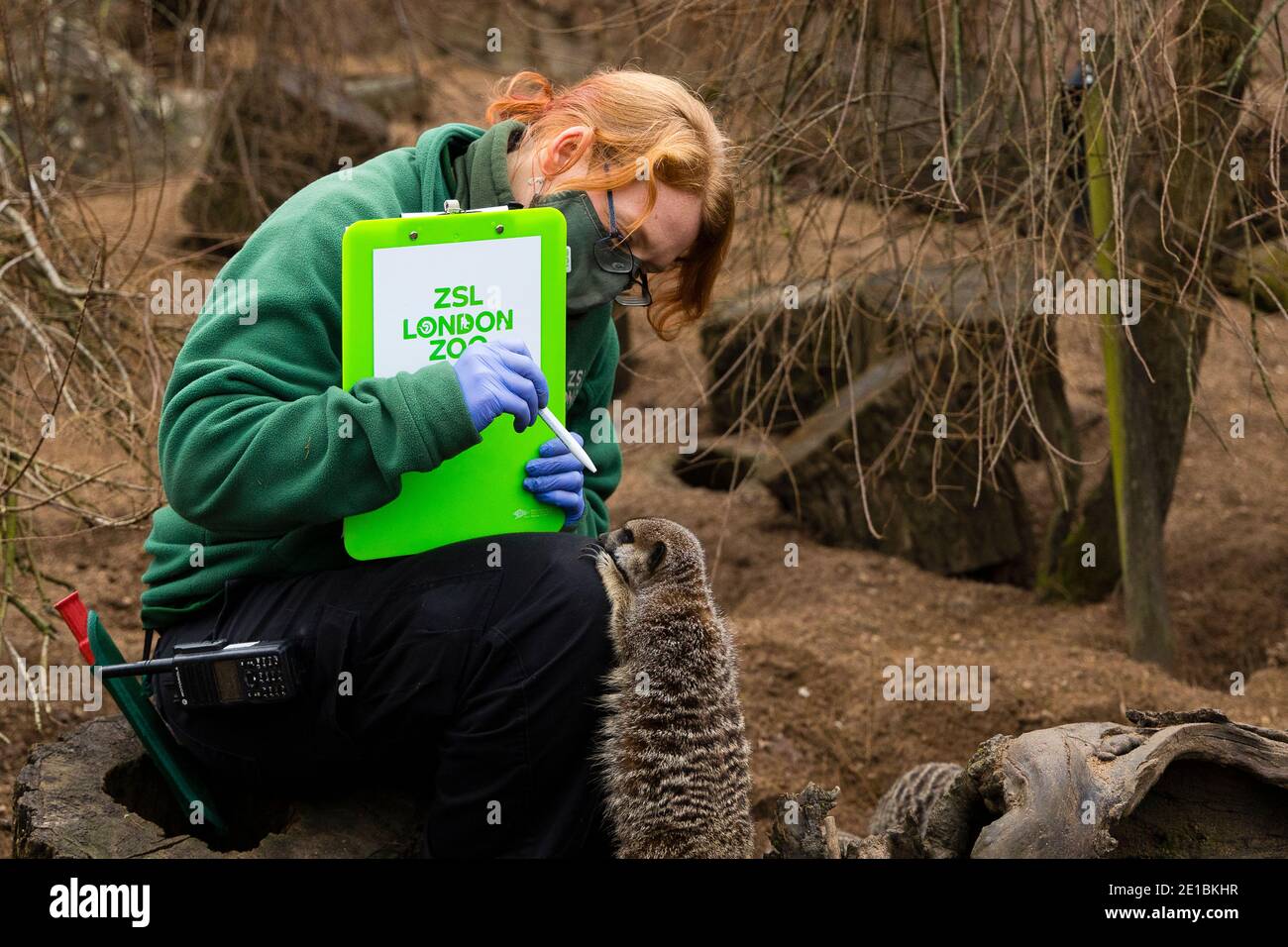 Zoo licence hi-res stock photography and images - Alamy