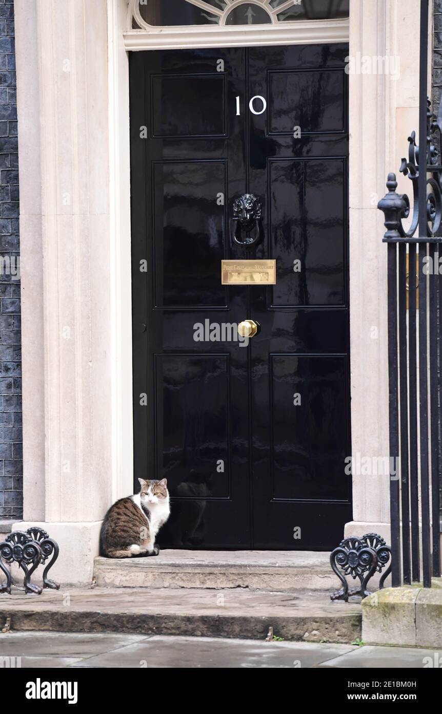 Larry the cat in Downing Street, London Stock Photo - Alamy