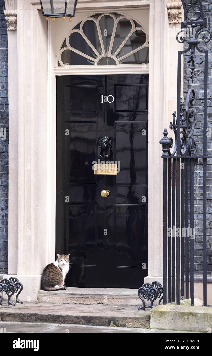 Larry the cat in Downing Street, London Stock Photo - Alamy