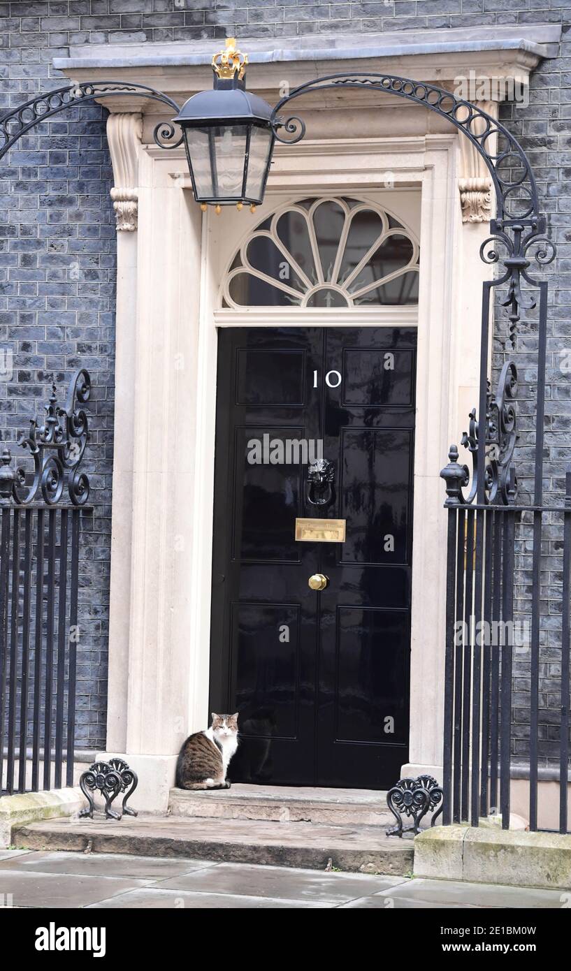 Larry the cat in Downing Street, London Stock Photo - Alamy