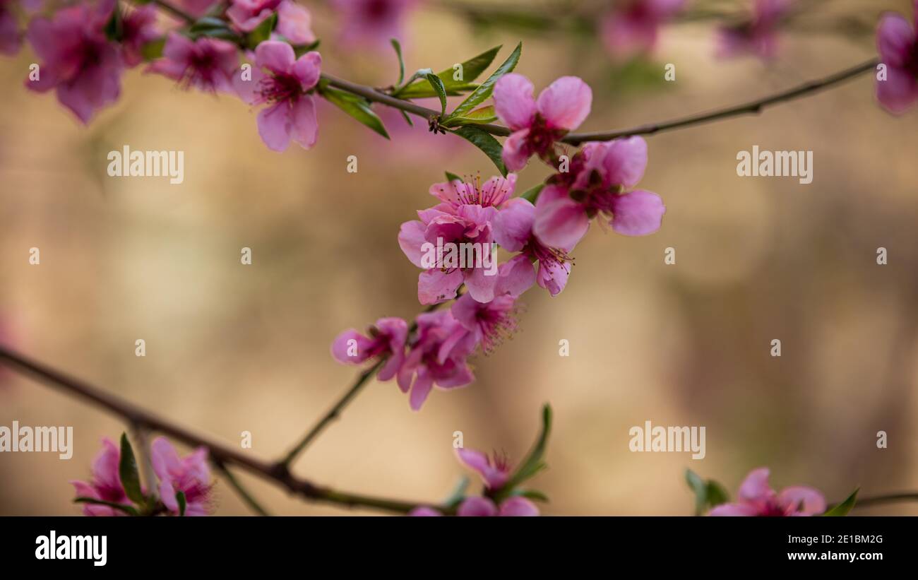 Spring flowering trees, pink flowers, shallow depth of field, close-up ...