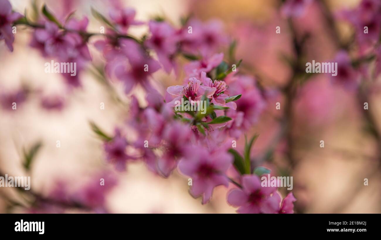 Spring flowering trees, pink flowers, shallow depth of field, close-up ...