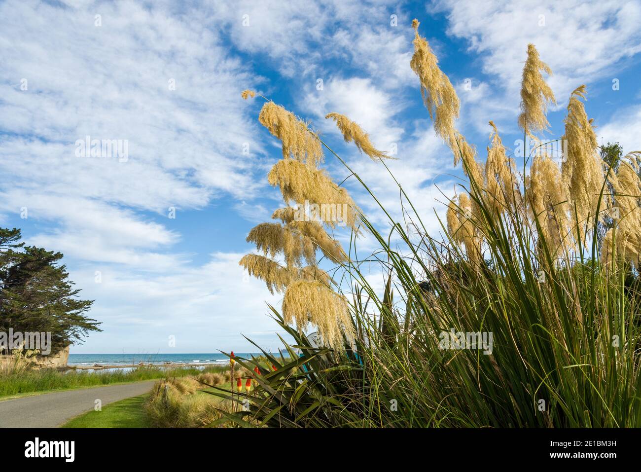 New zealand plant hi-res stock photography and images - Alamy