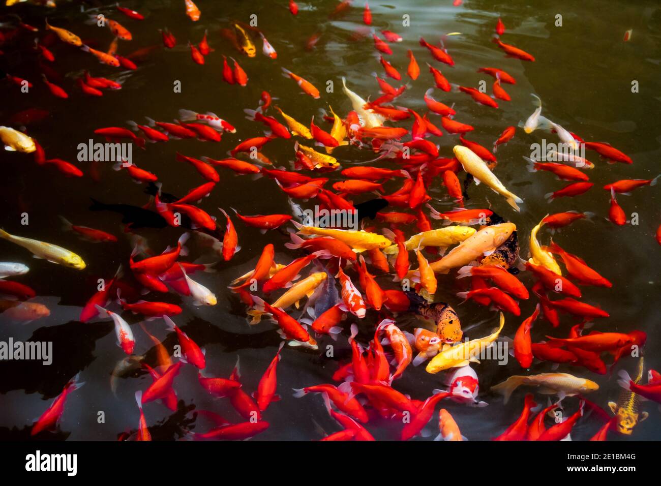 Golden fish in the pound Stock Photo - Alamy