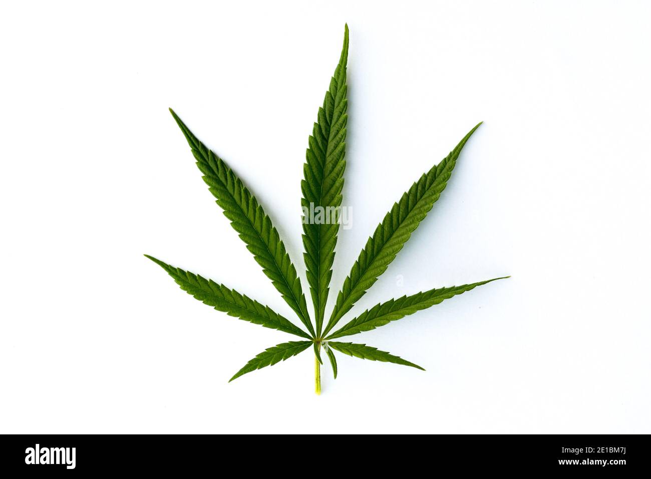 cannabis leaves on marijuana field farm sativa weed hemp hash ...