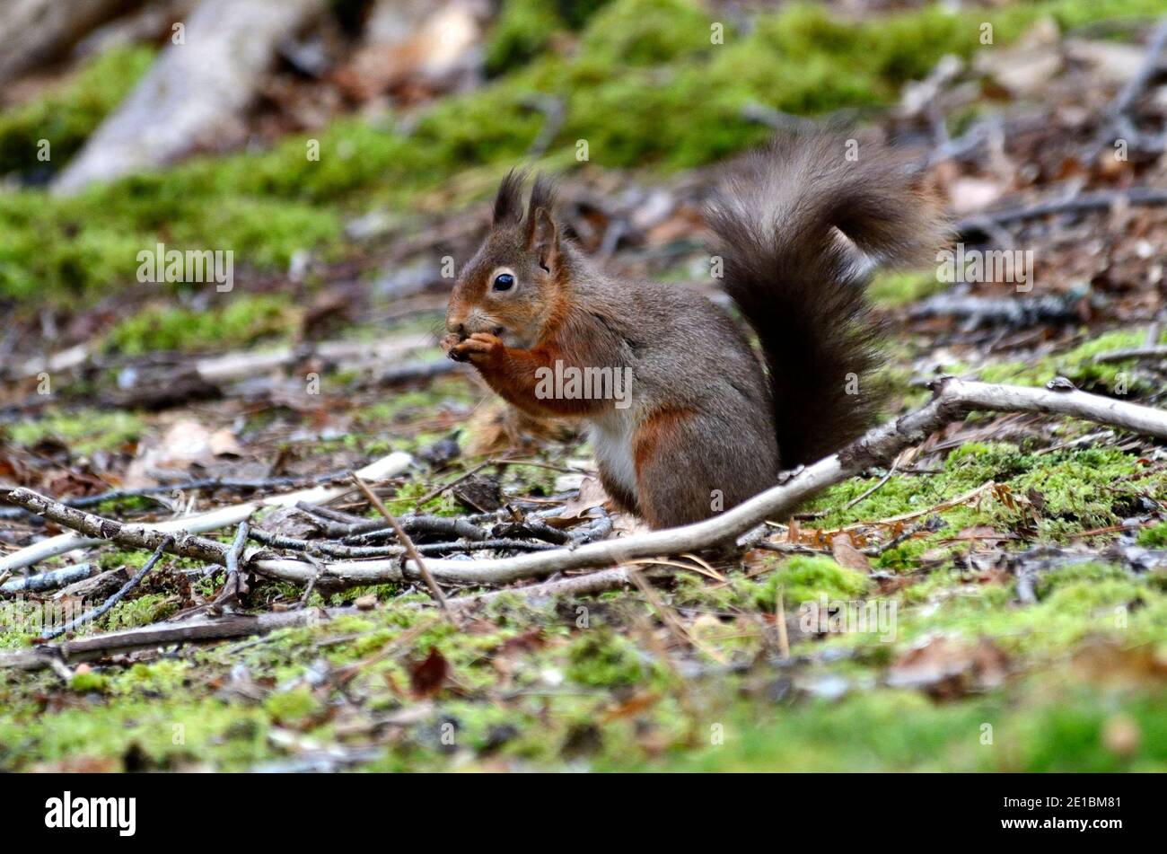 Red squirrel Brownsea Island, Dorset Stock Photo - Alamy