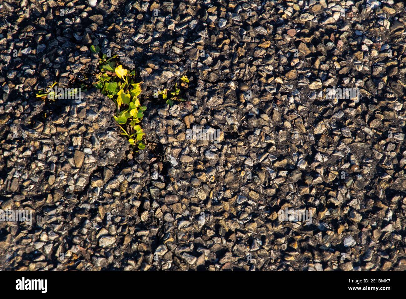 Small green plant growing through the pavement of a walkway Stock Photo ...