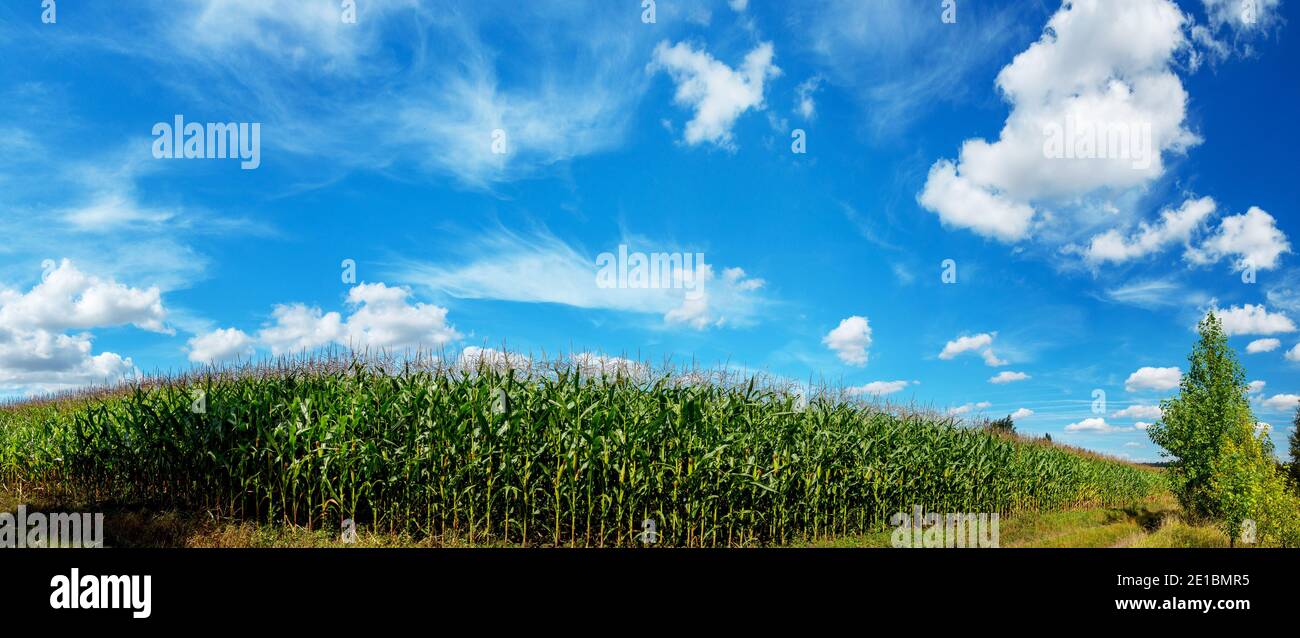 Maize plantation hi-res stock photography and images - Alamy