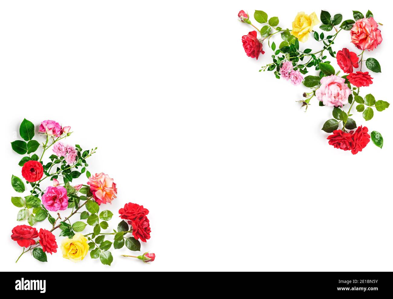 Rose flowers creative frame and layout isolated on white background ...