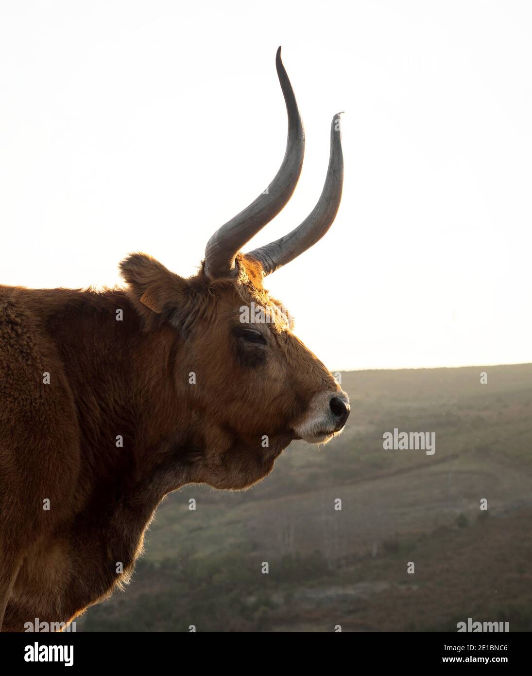 Side view of Cachena cattle cow bull Barrosa Barrosao bos taurus farm ...