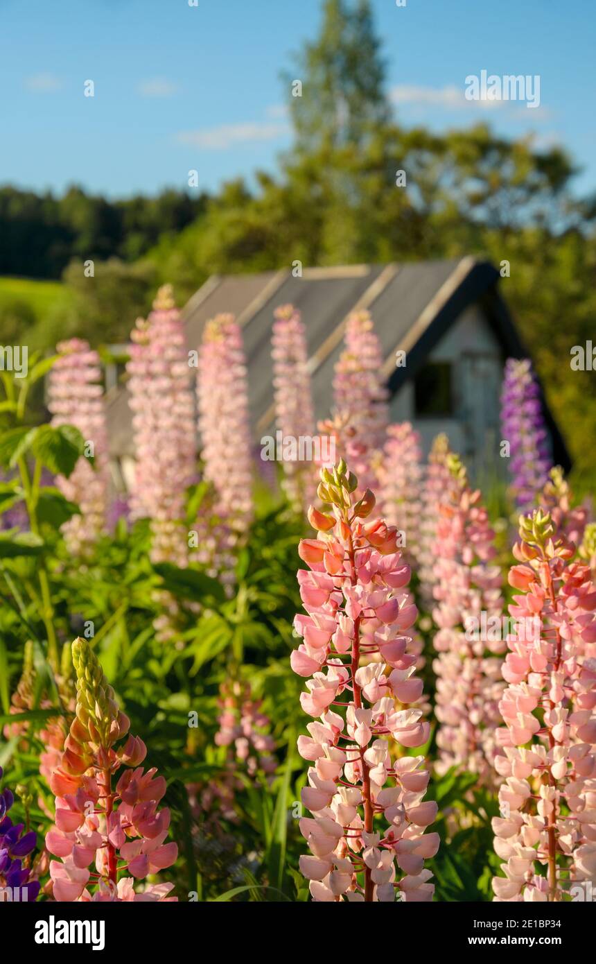 Summer wild lupin hi-res stock photography and images - Alamy