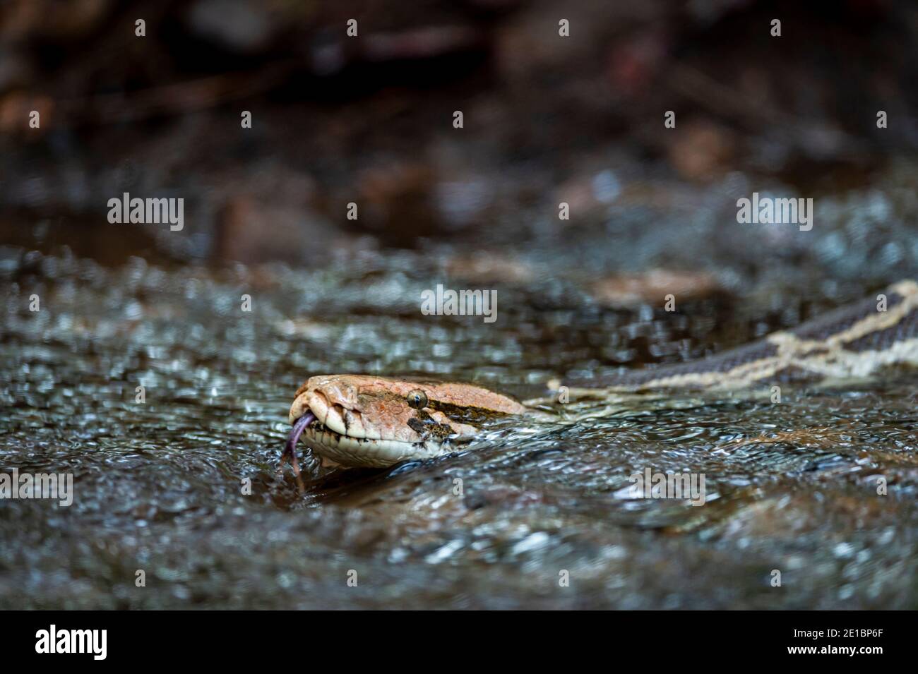 Python molurus or Indian rock python or black tailed python closeup ...
