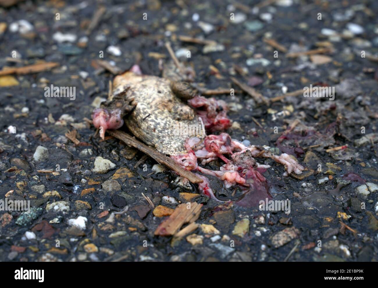 Threat to toads hi-res stock photography and images - Alamy