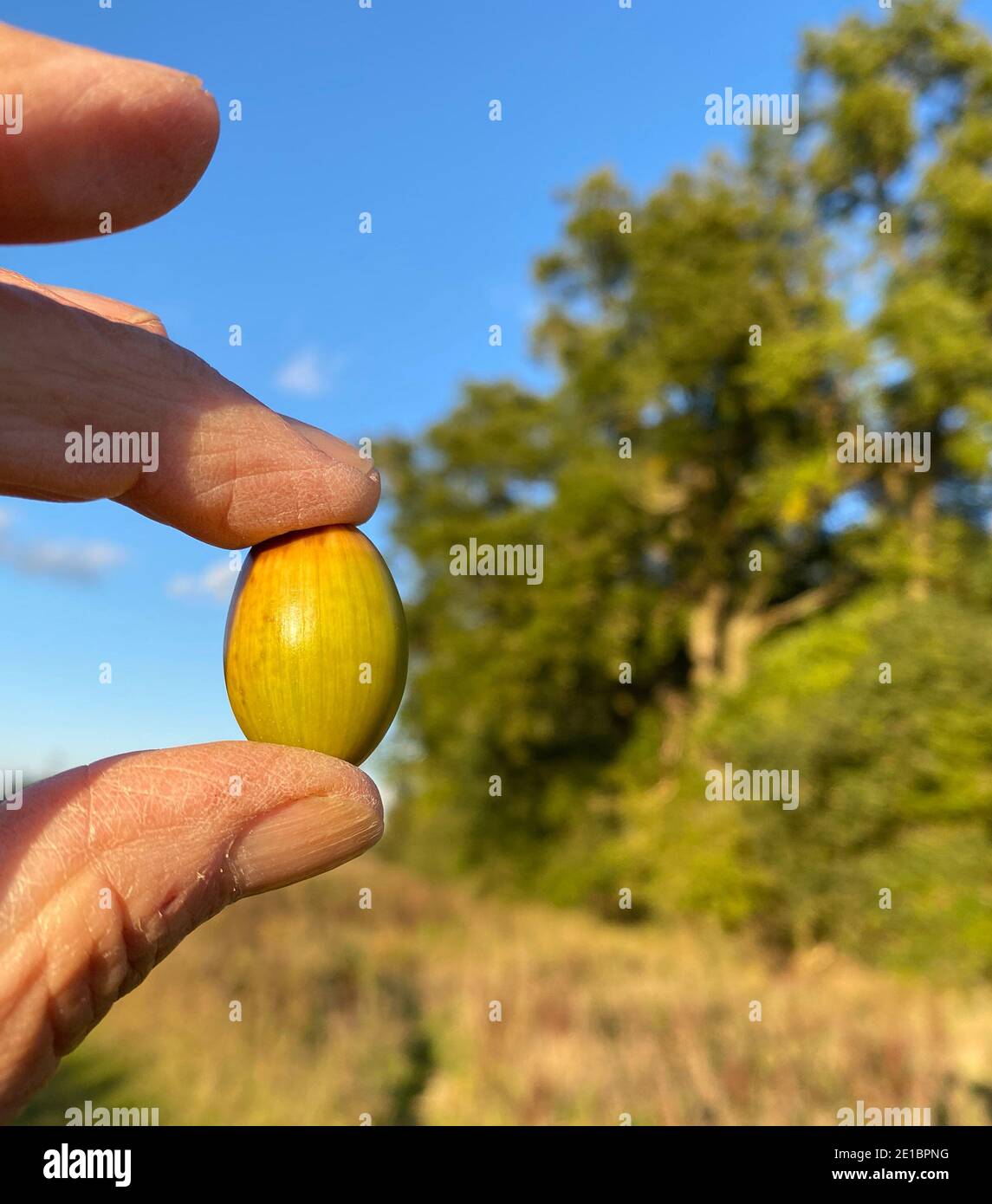 Acorn tree hi-res stock photography and images - Alamy