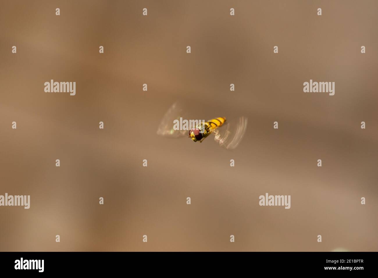 Syrphidae family hi-res stock photography and images - Alamy