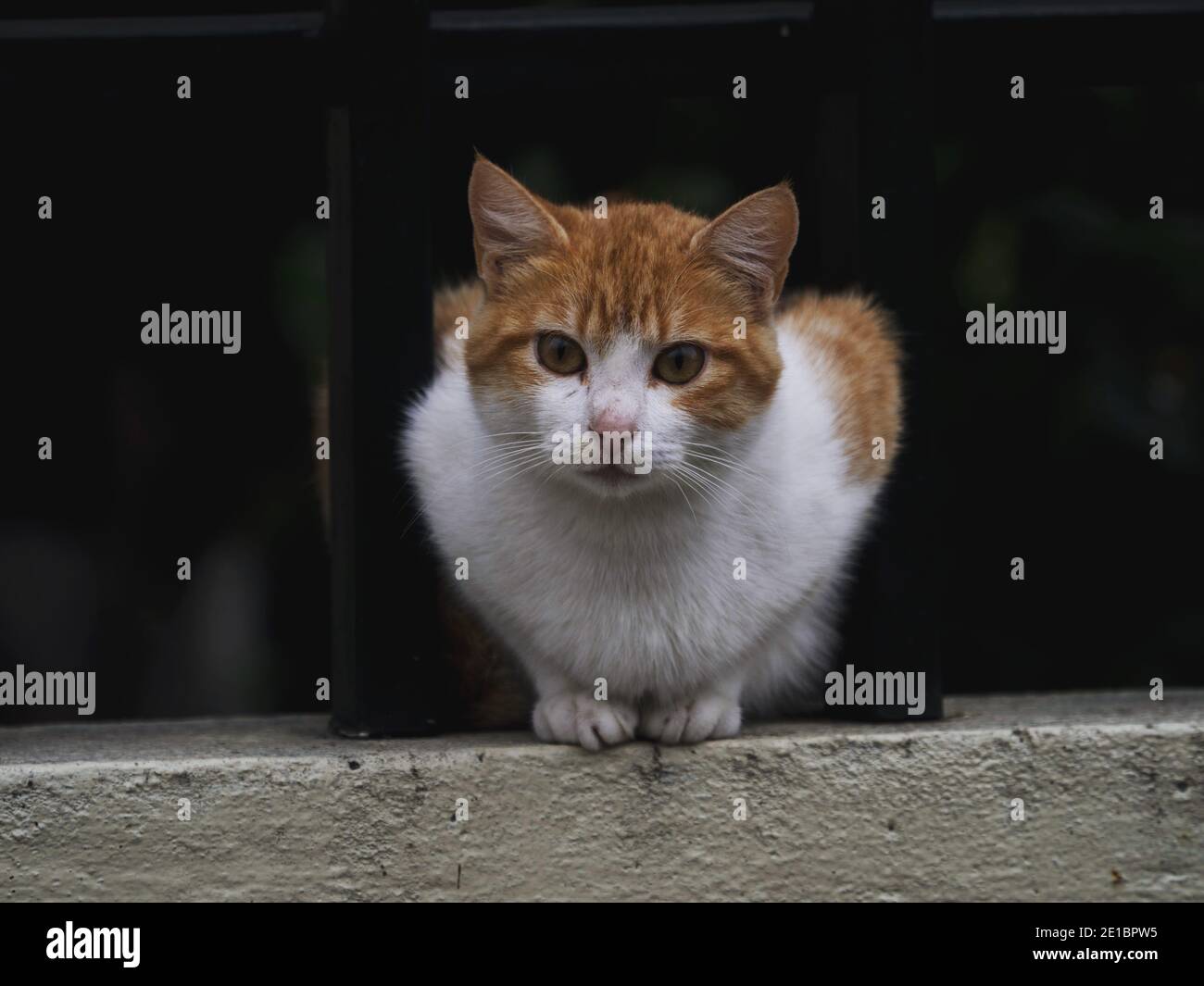 Adorable tabby cat sitting patiently isolated hi-res stock photography ...
