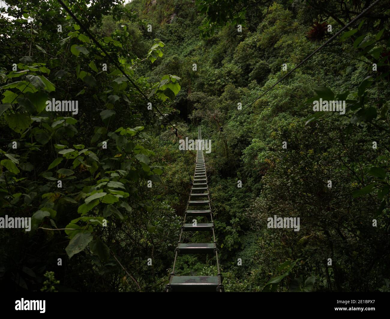 Steel wire rope course canopy adventure burma bridge over lush green ...