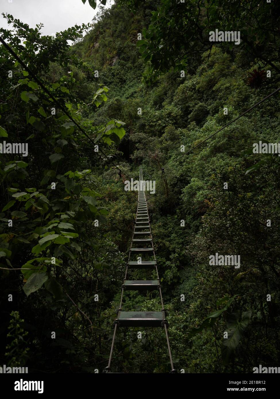 Steel wire rope course canopy adventure burma bridge over lush green ...