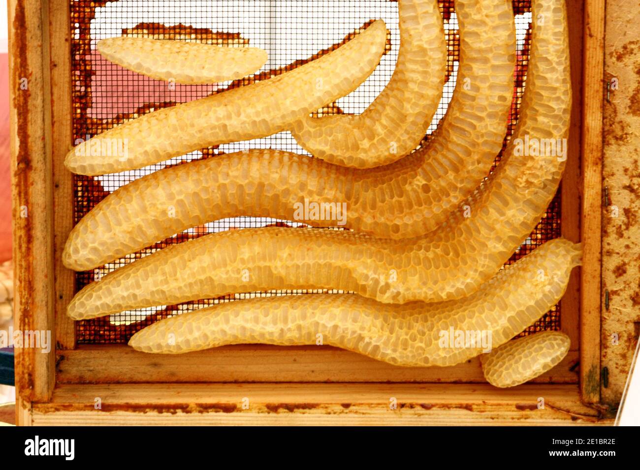 Man made bee hive hi-res stock photography and images - Alamy