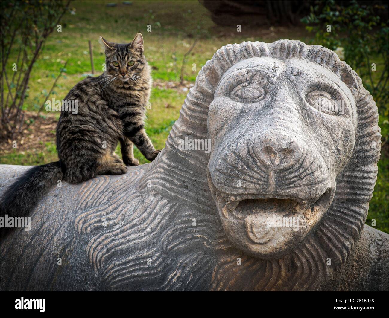 Cat on roman lion statue hi-res stock photography and images - Alamy