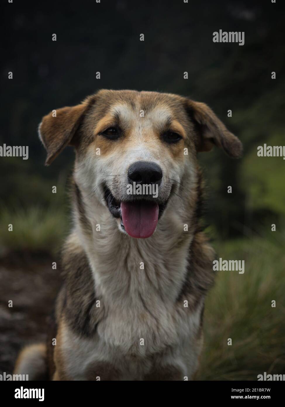 Free ranging dog hi-res stock photography and images - Alamy