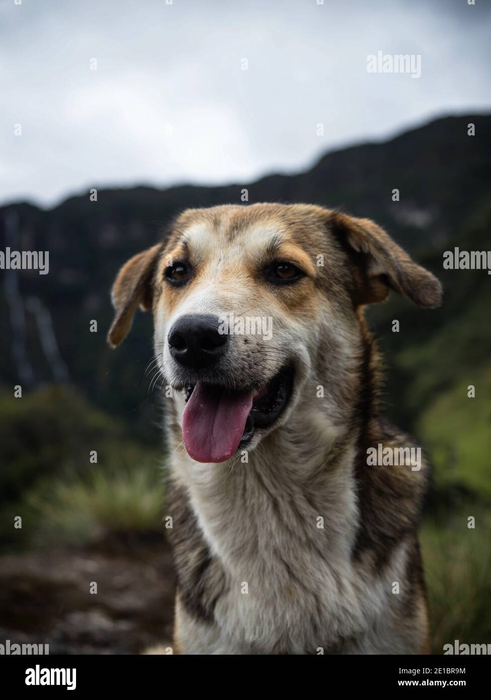 Free ranging dog not dingo hi-res stock photography and images - Alamy