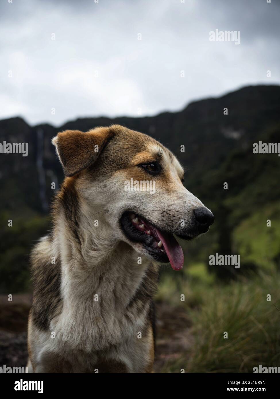 Free ranging dog hi-res stock photography and images - Alamy