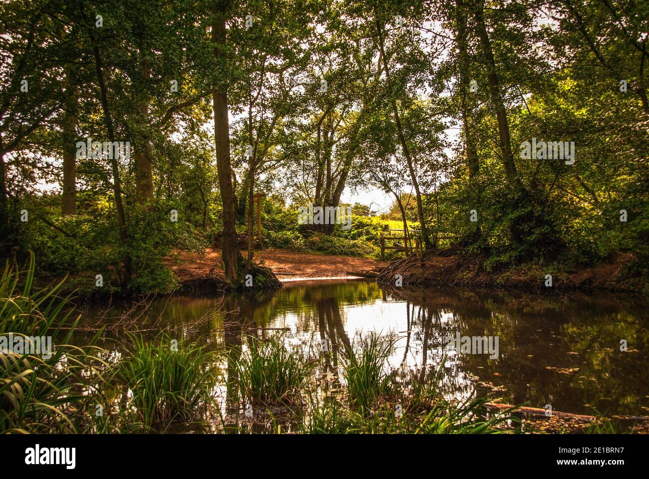 Oak trees in parkland hi-res stock photography and images - Alamy