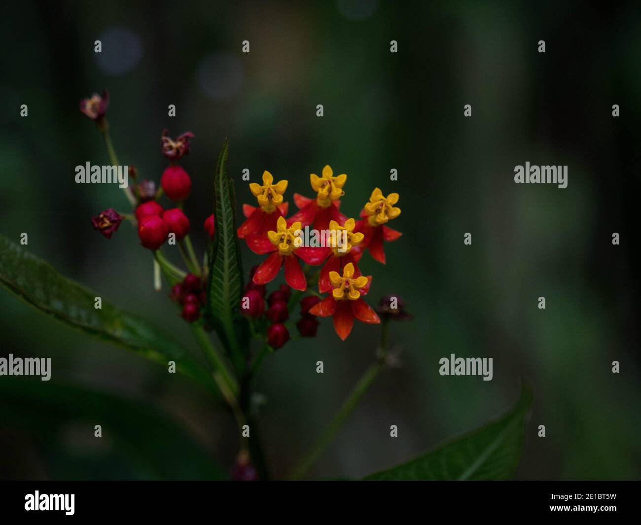 Macro closeup of Asclepias curassavice tropical milkweed blood flower ...