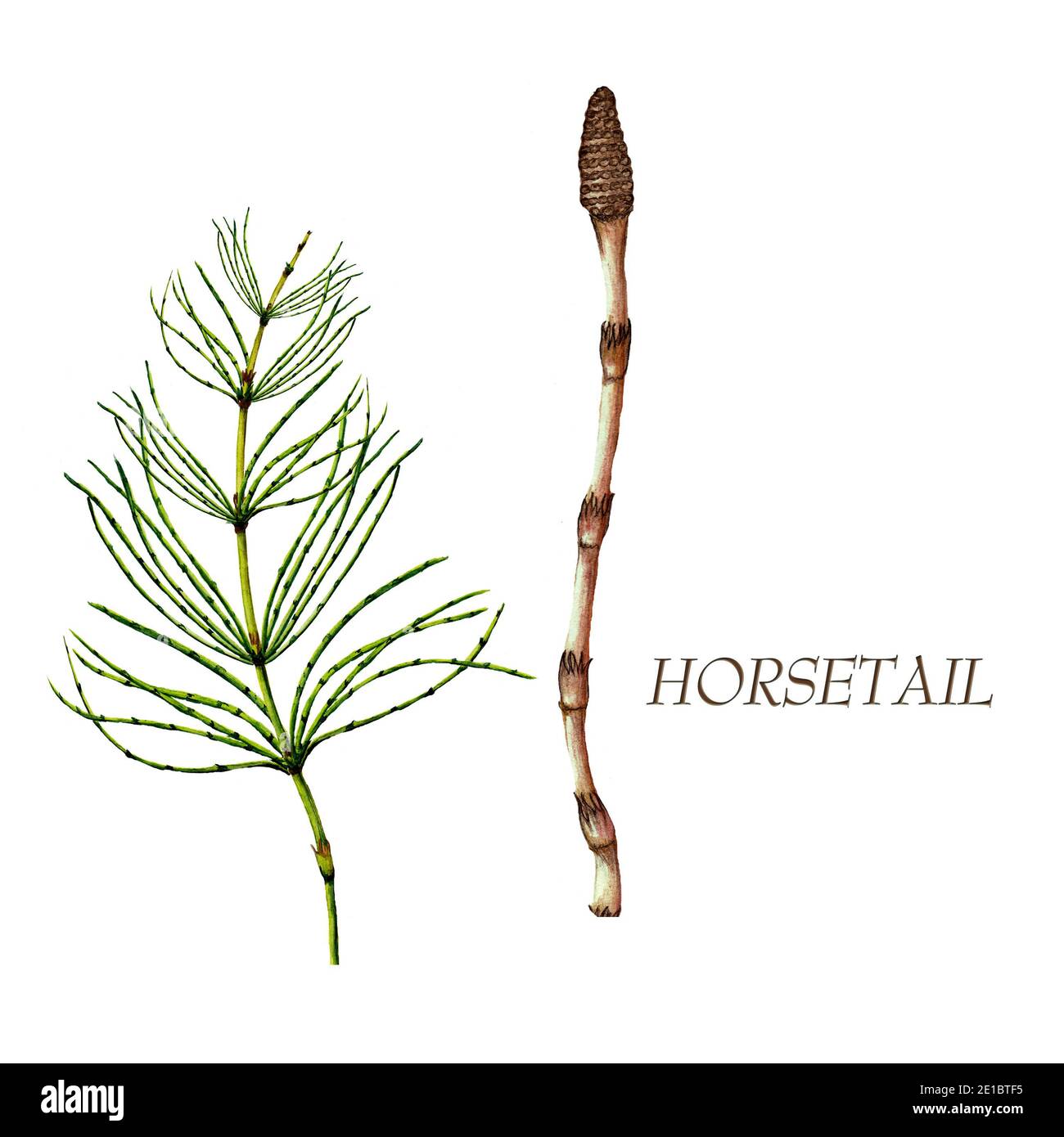 Horsetails Diagram
