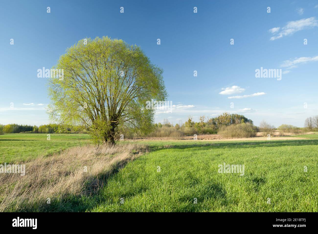 Huge Willow Tree High Resolution Stock Photography and Images - Alamy