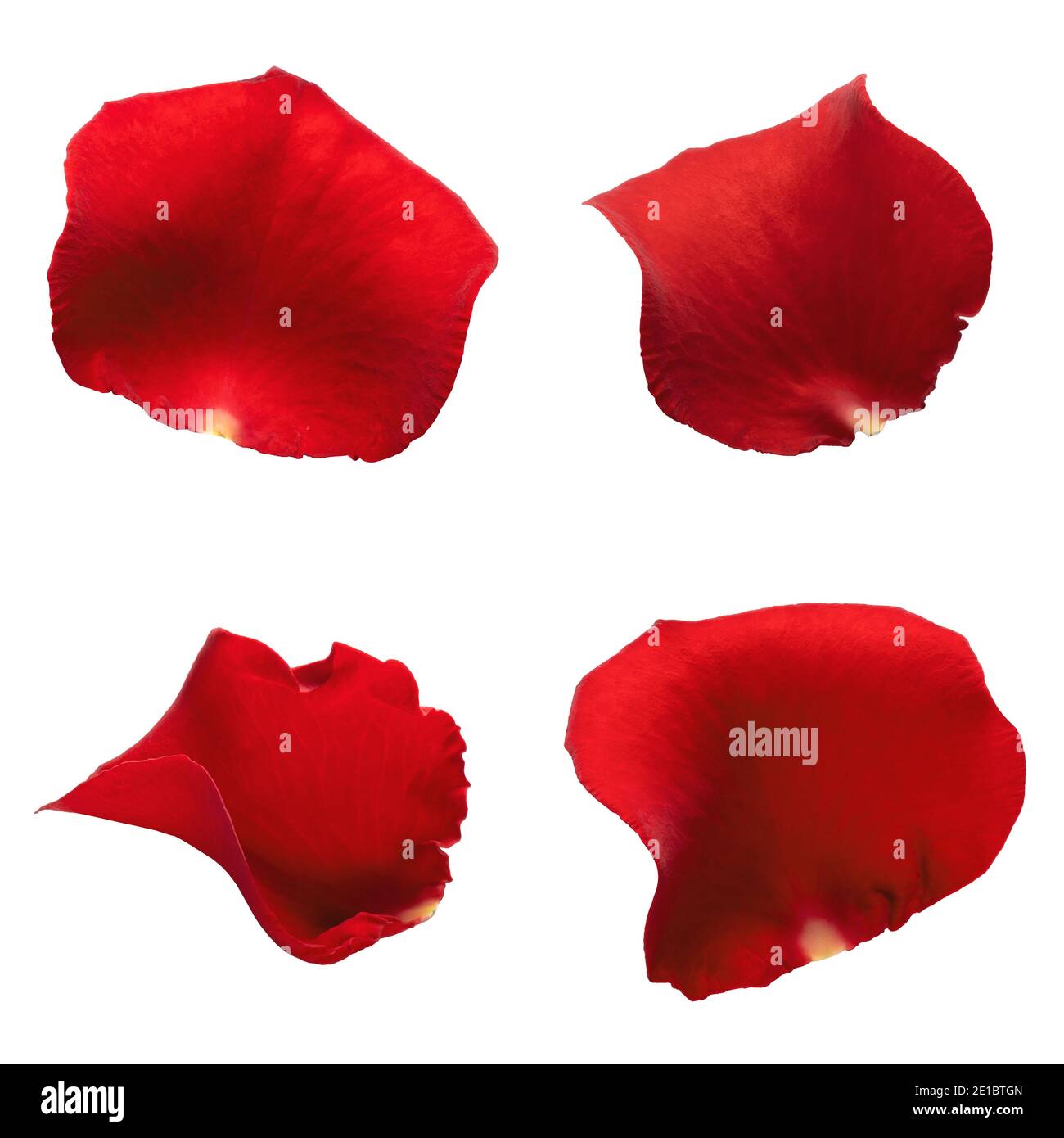 Set of red rose petals isolated on white background Stock Photo - Alamy