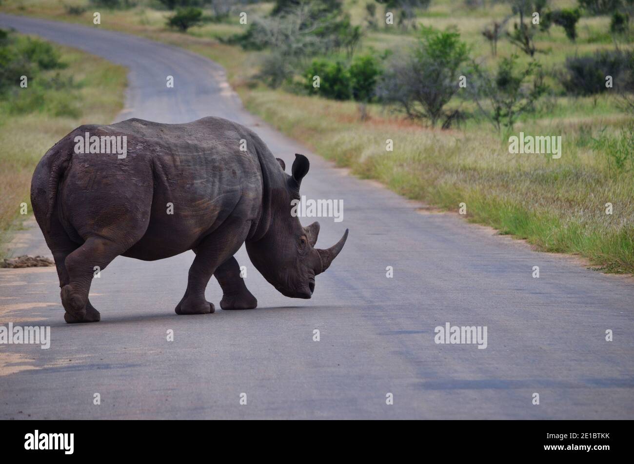 Black rhinoceros running hi-res stock photography and images - Alamy