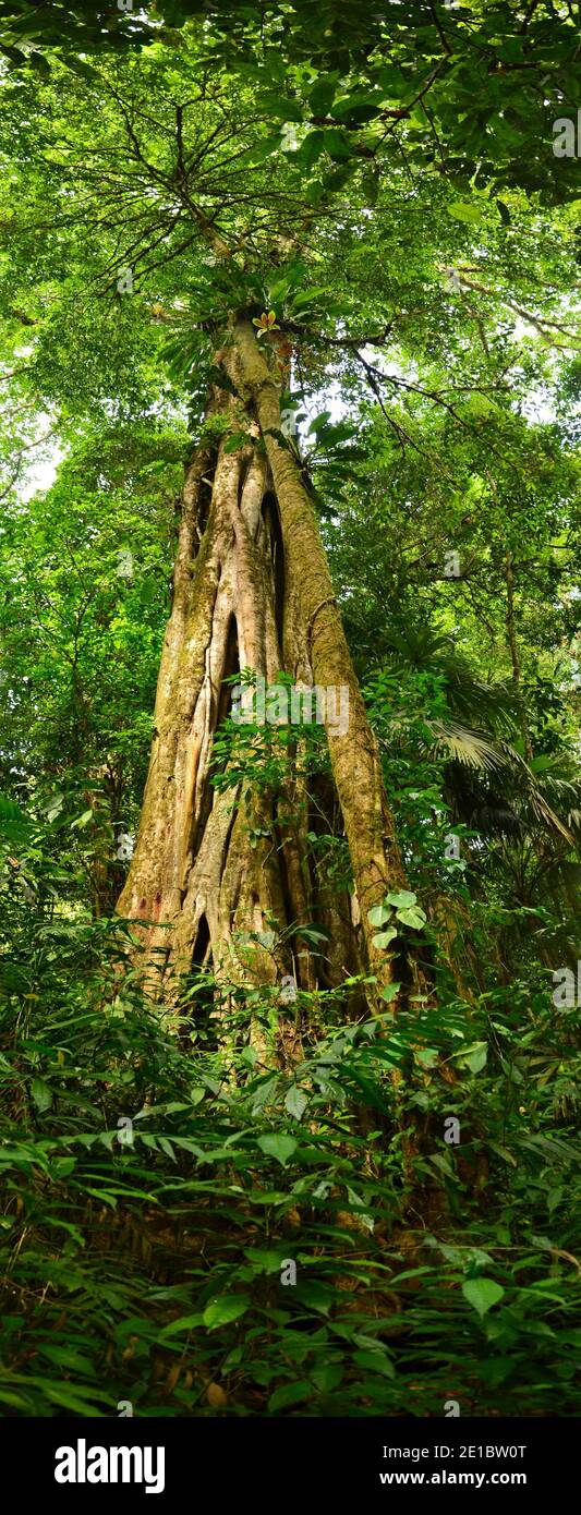 Huge picture from an Rain Forest tree in the Rain Forest at Cosa Rica ...