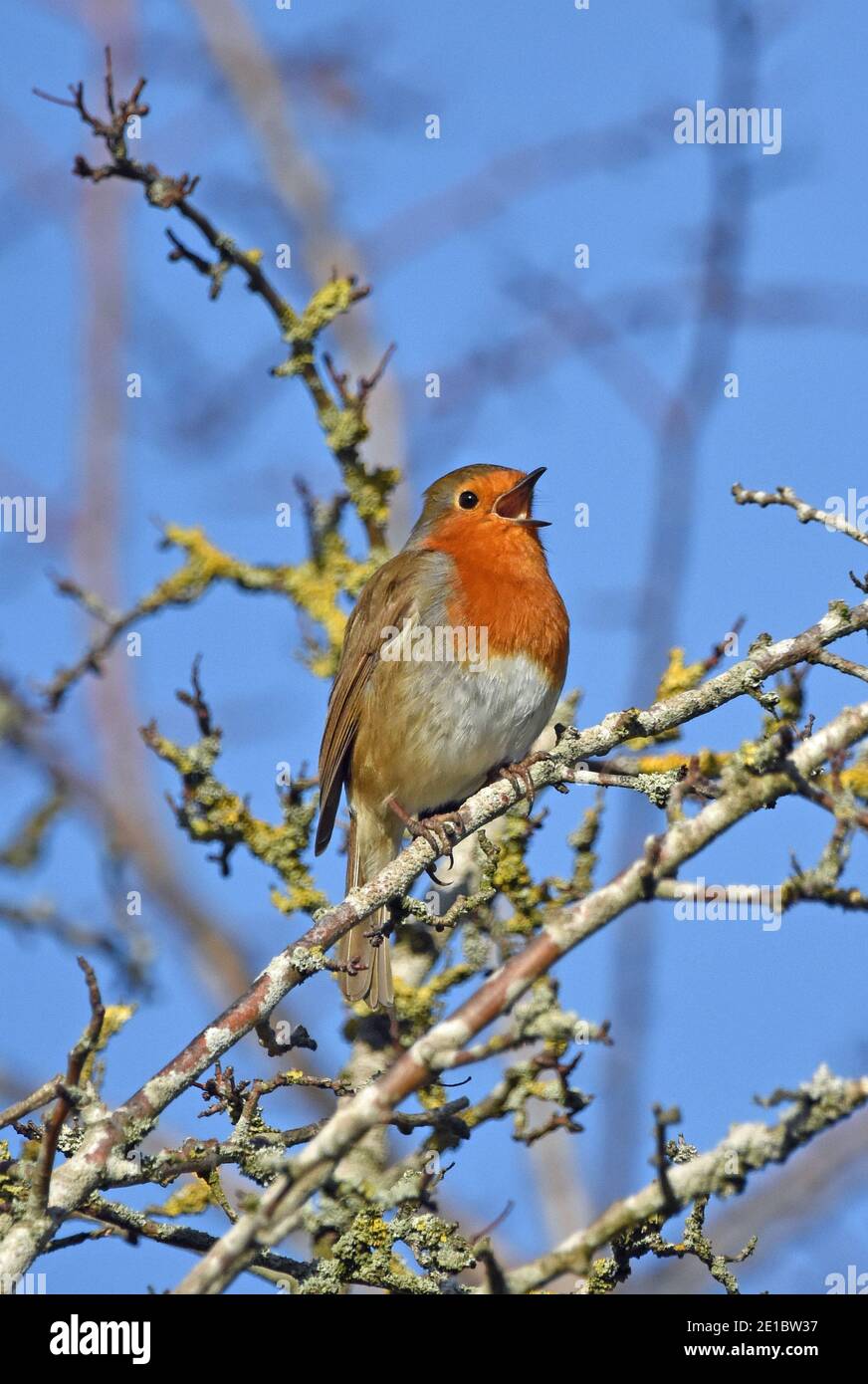 Adult Robin, Erithacus rubecula, guarding its territory from high up in ...
