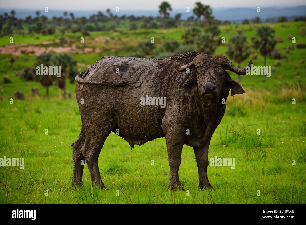 Buffalo africa field hi-res stock photography and images - Alamy