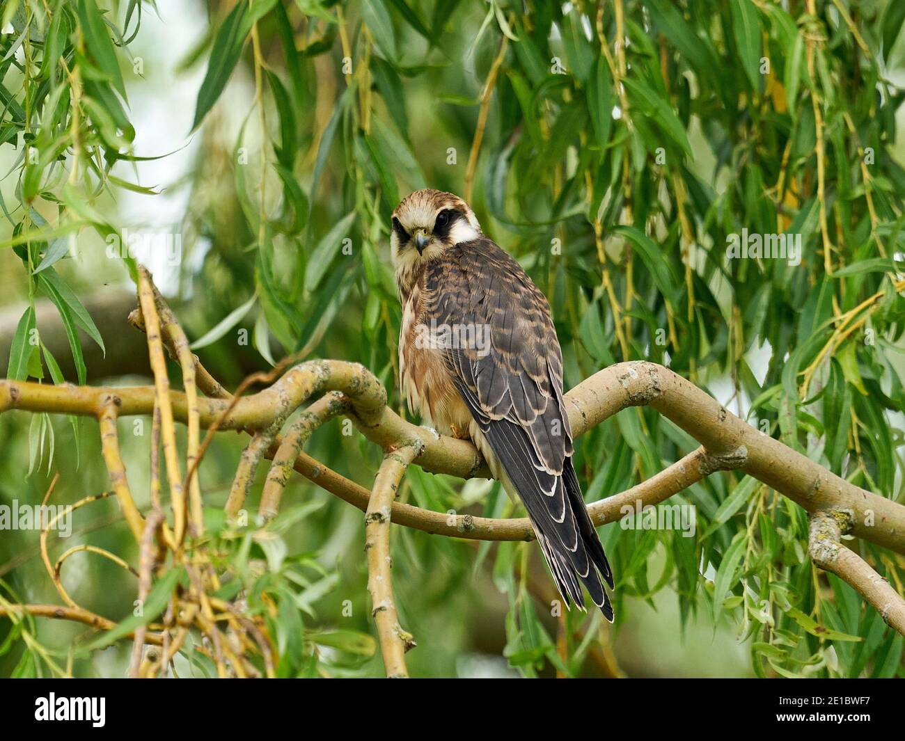 Red-footed falcon in its natural enviroment in Denmark Stock Photo - Alamy