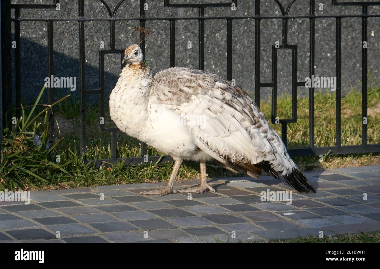 Los Angeles, California, USA 5th January 2021 A general view of ...