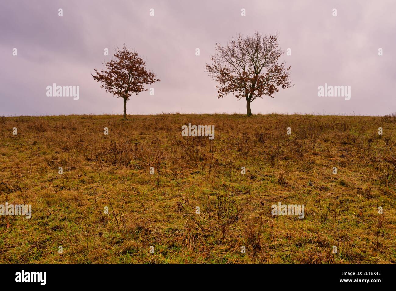 Trees at a moor. Open landscape with a dramatic sky in the background ...