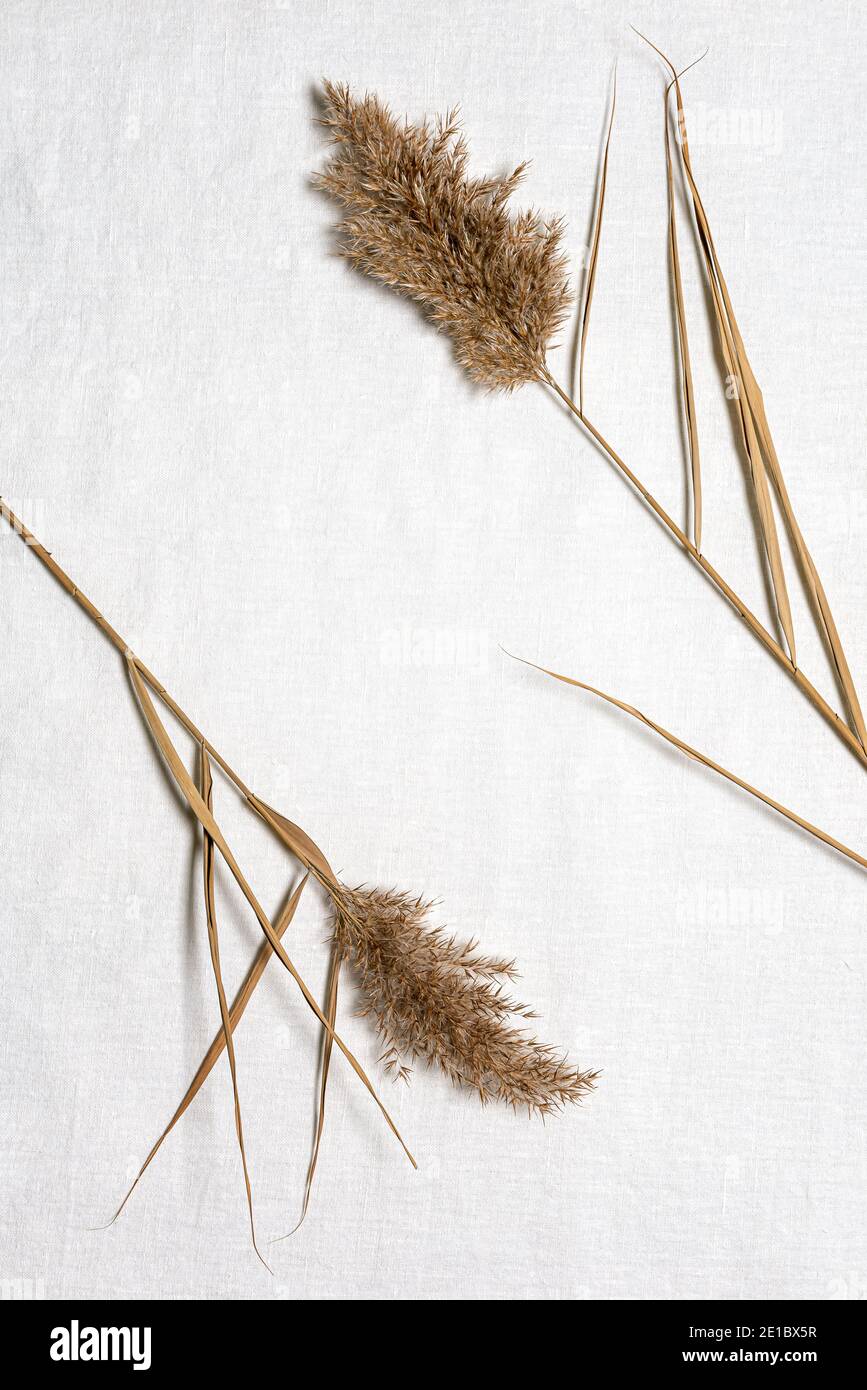 Two natural dried reed flowers with leaves on textured white linen ...