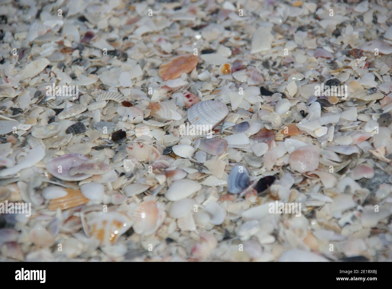 Shells at the beach of Florida in the seawater Stock Photo - Alamy