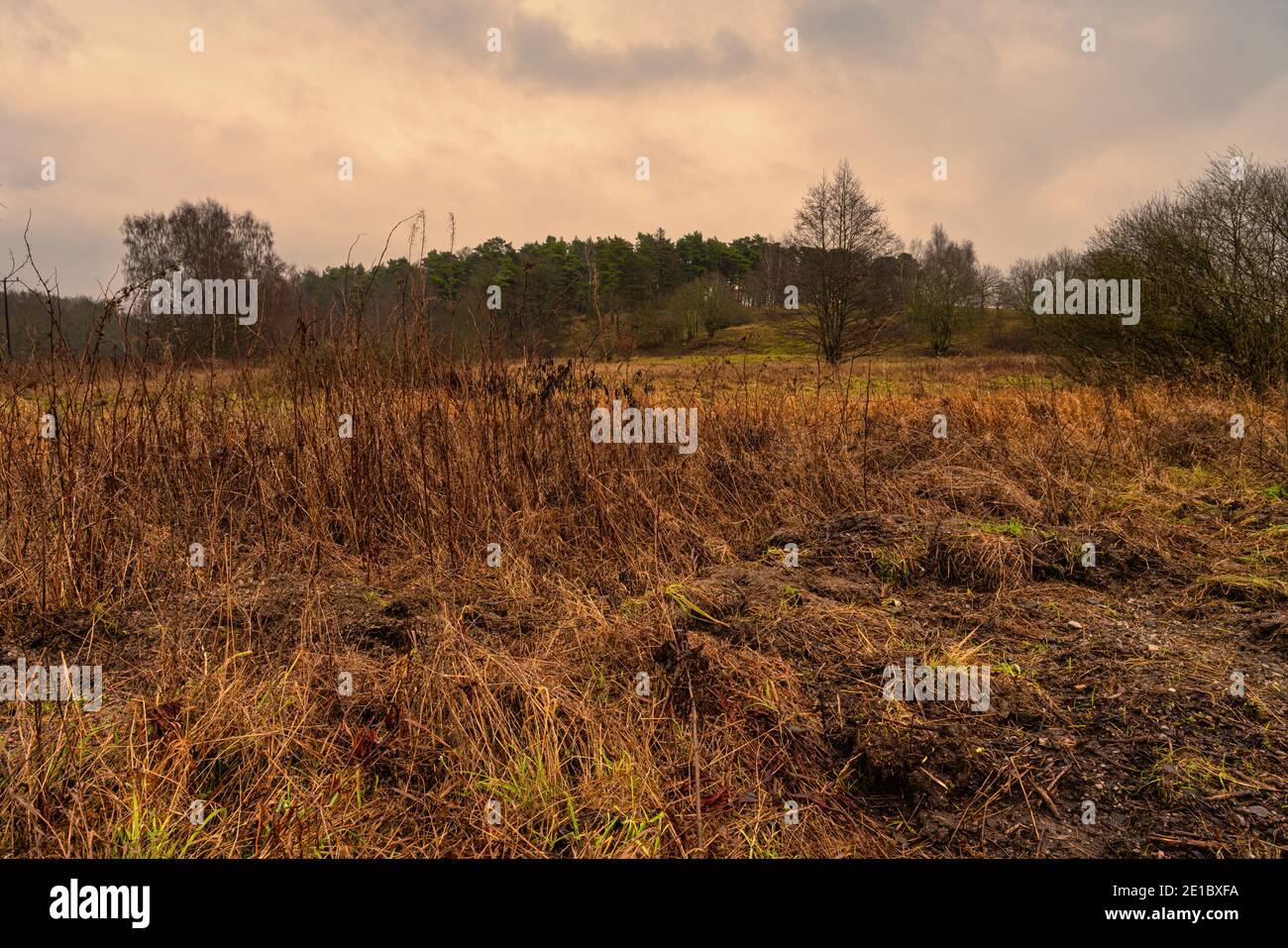 A beautiful moor landscape with a dark sky in the background. Picture ...